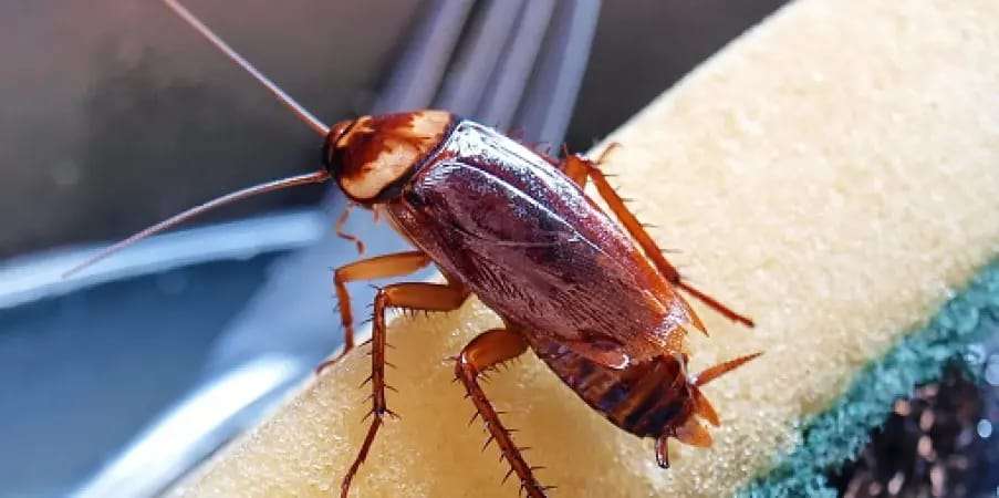 Cockroaches are secretly poisoning indoor air - TheConclaveNg